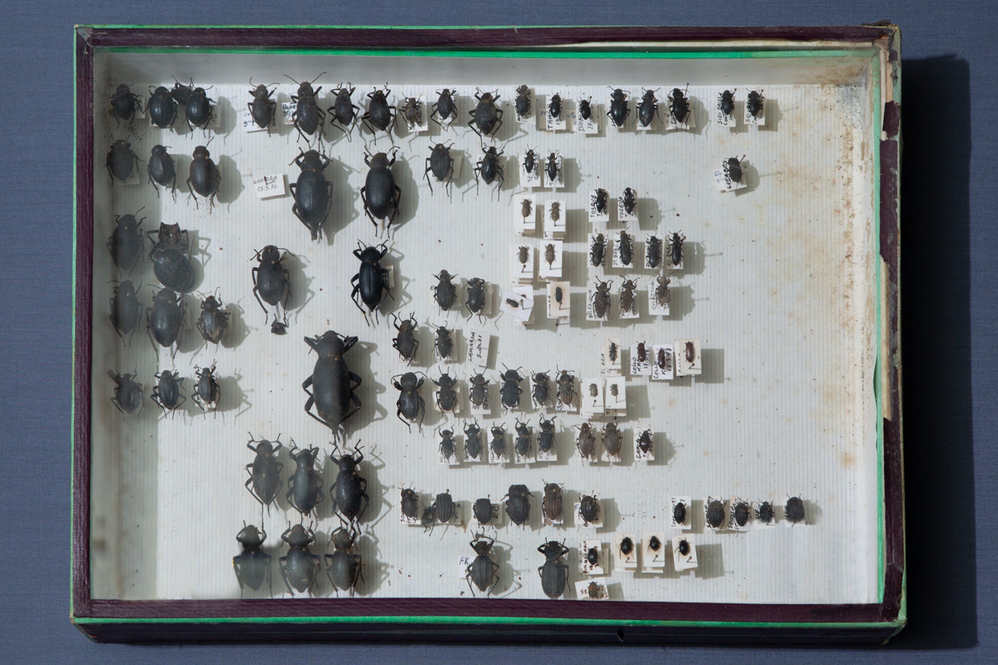 French Beetle Collection Box – Michael Trapp, Inc.
